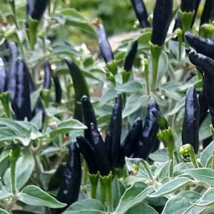 30+ Organic Fresh Rare Black Cobra Hot Chili Black Pepper Seeds - Etsy