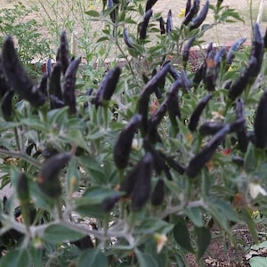 30+ Organic Fresh Rare Black Cobra Hot Chili Black Pepper Seeds - Etsy