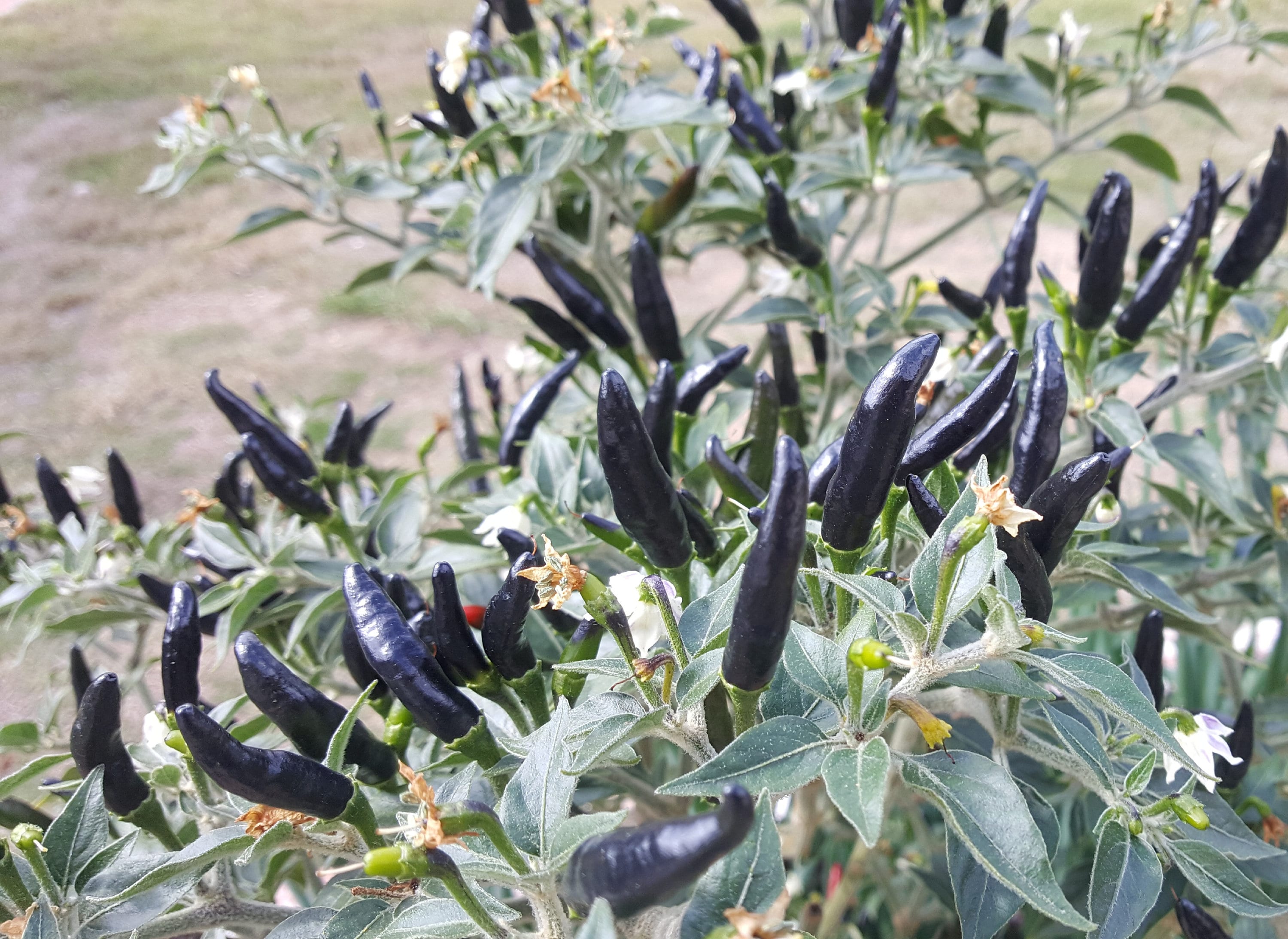 30+ Organic Fresh Rare Black Cobra Hot Chili Black Pepper Seeds, Free ...