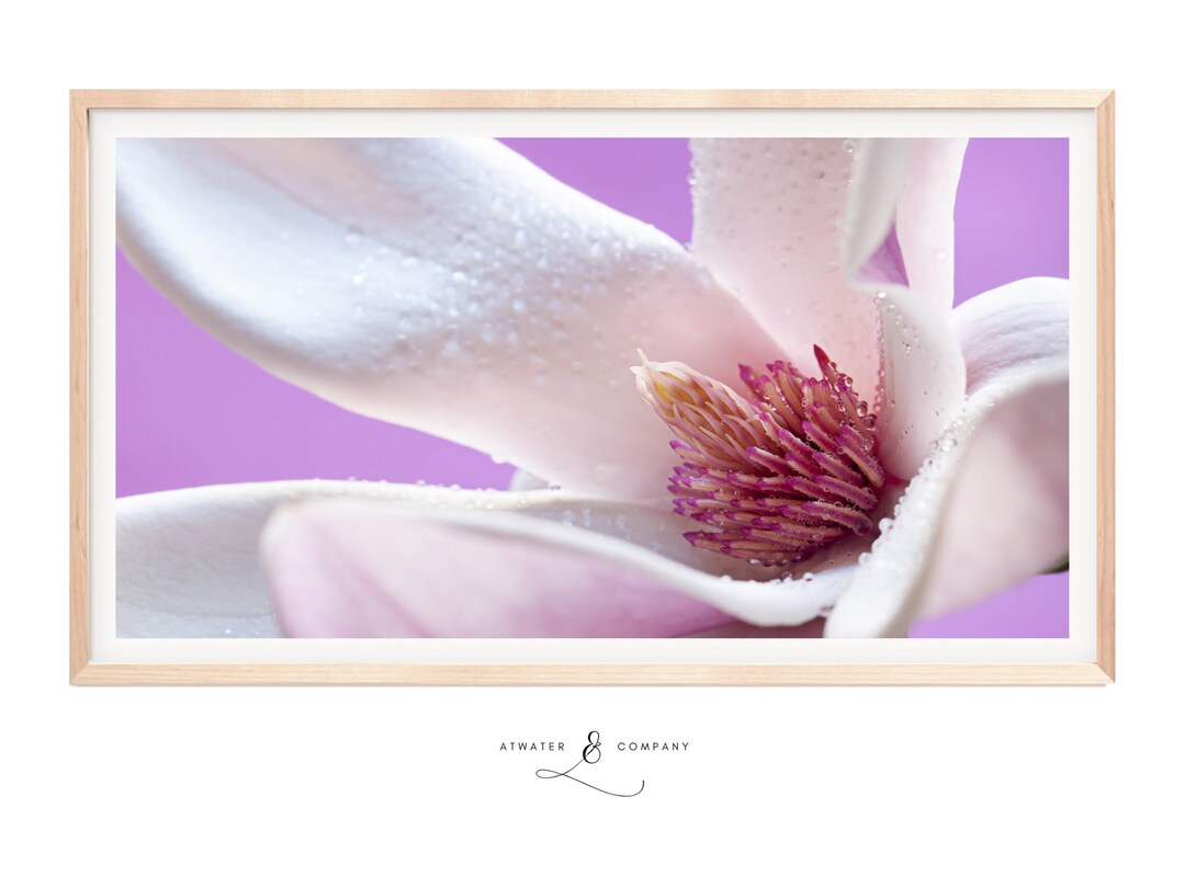 Samsung Frame TV Display | Stunning Flower Close-up | Instant Download ...