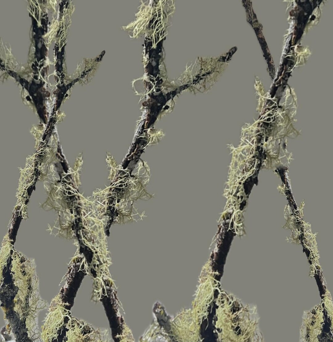 Bundle of 10 Lichen Covered Oak Branches Approximately 3 Feet Long ...