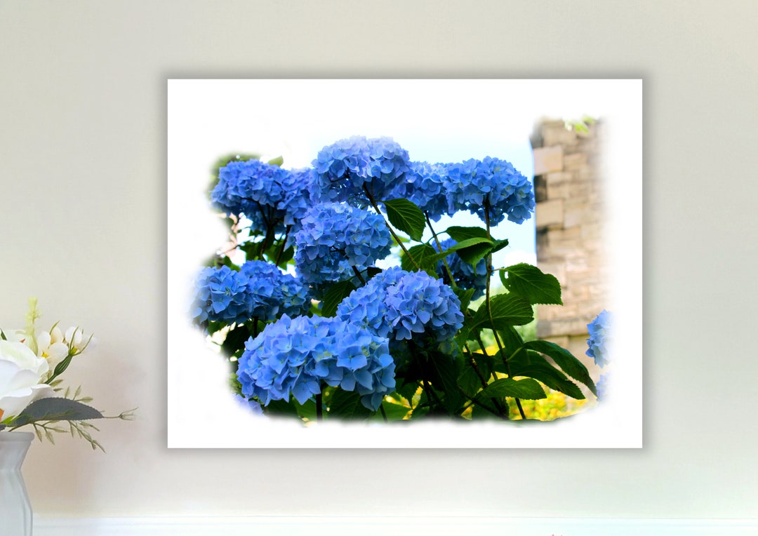 Hydrangea Botanical Print Large Wall Art | Blue Flowers Floral Canvas ...