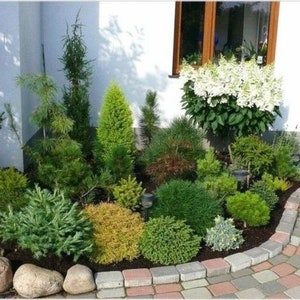 Landscape Plan,shade Planting Scheme, Garden Plan Under Shade Tree ...