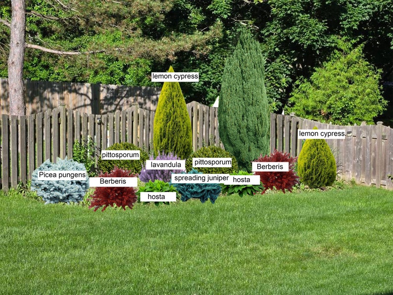 Shade Planting Scheme, Garden Plan Under Shade Tree, Tree Base ...