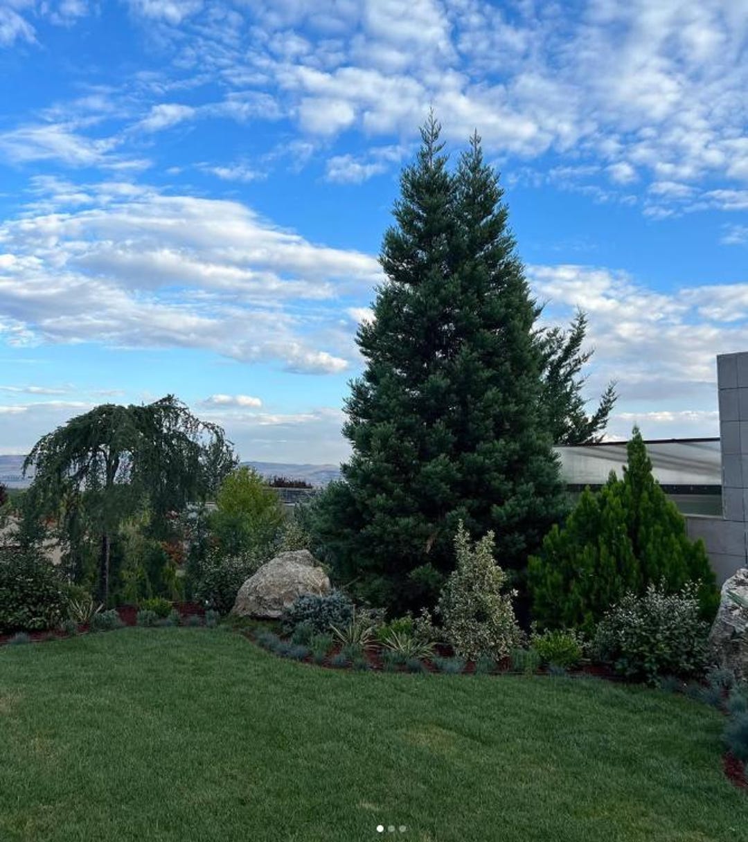 Magnolia Tree Landscape Design: Zone 5-8 Privacy Fence Ideas - Etsy