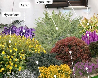 Shade Planting Scheme, Garden Plan Under Shade Tree, Tree Base ...