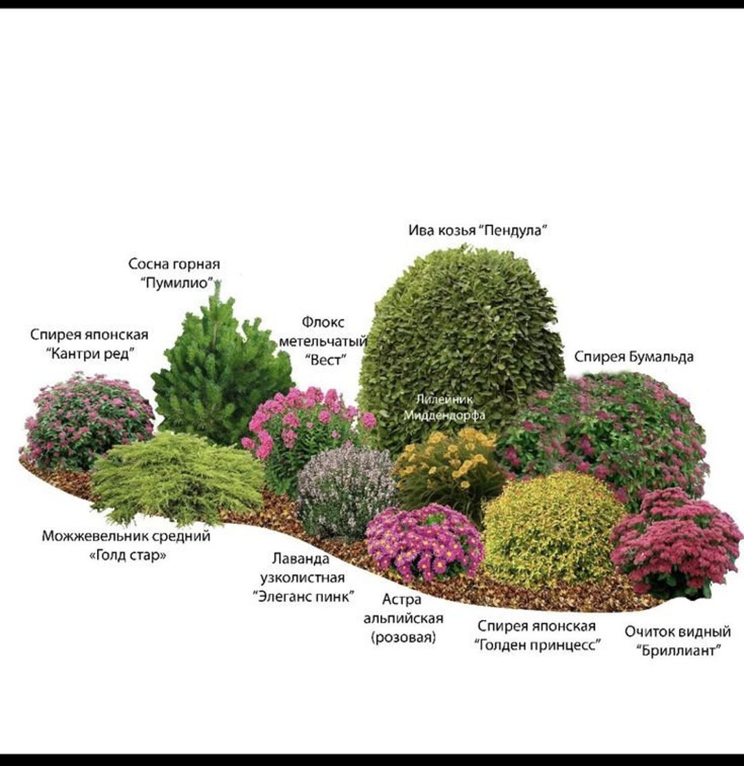 Shade Planting Scheme, Garden Plan Under Shade Tree, Tree Base ...