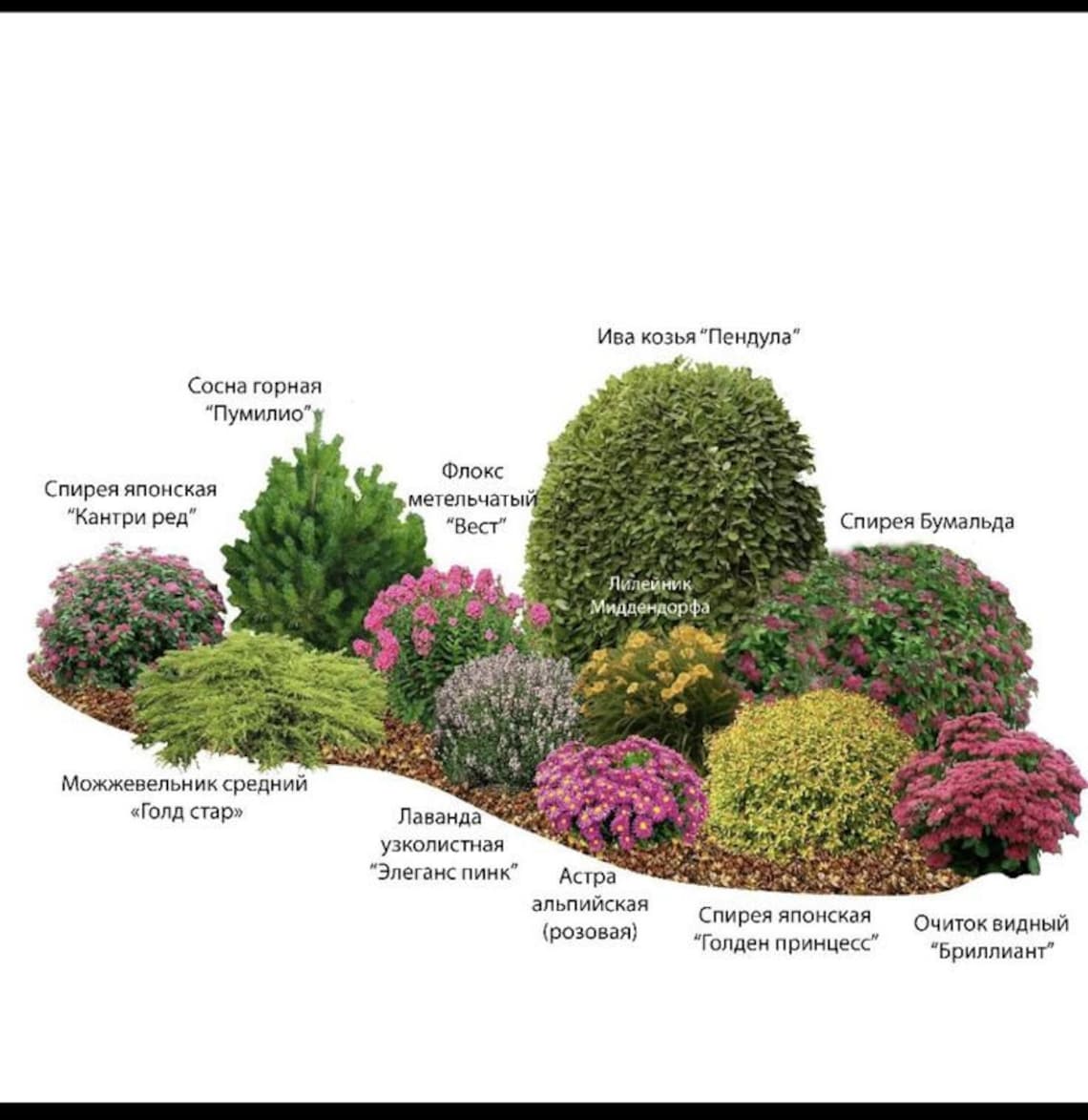 Shade Planting Scheme, Garden Plan Under Shade Tree, Tree Base ...