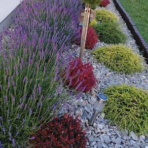 Shade Planting Scheme, Garden Plan Under Shade Tree, Tree Base ...