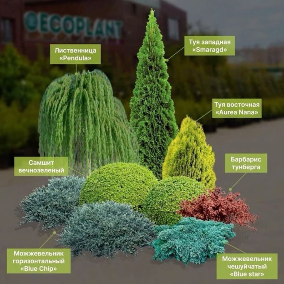 Shade Planting Scheme, Garden Plan Under Shade Tree, Tree Base ...