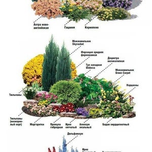 Shade Planting Scheme, Garden Plan Under Shade Tree, Tree Base ...