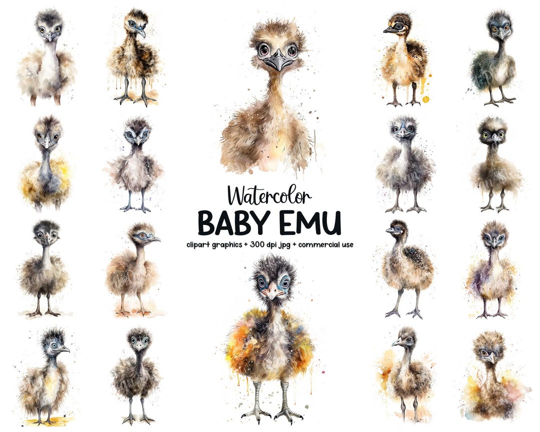 Cute Baby Emu Clipart Bundle, Watercolor Animal Illustration Printable ...
