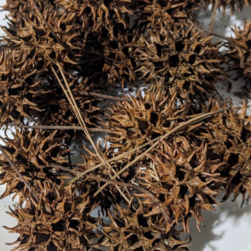Sweetgum Balls - Etsy