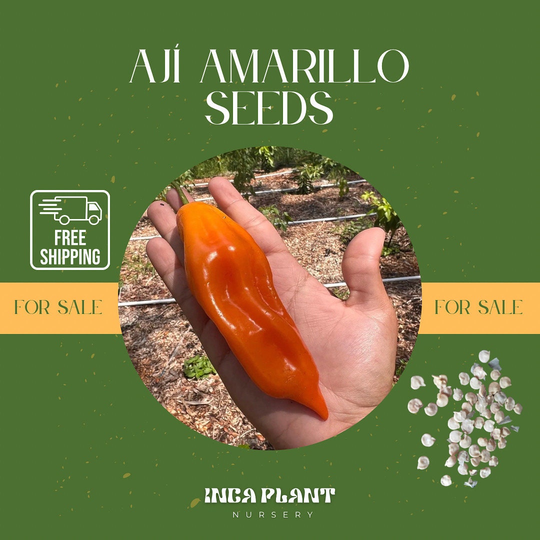 Organic Peruvian Aji Amarillo Seeds (25+) Locally Grown - Etsy