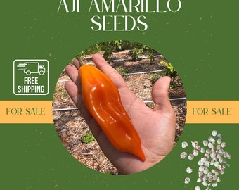 Aji Orange Drop Limon Kellu Uchu Chile Heirloom Pepper Premium Seed ...