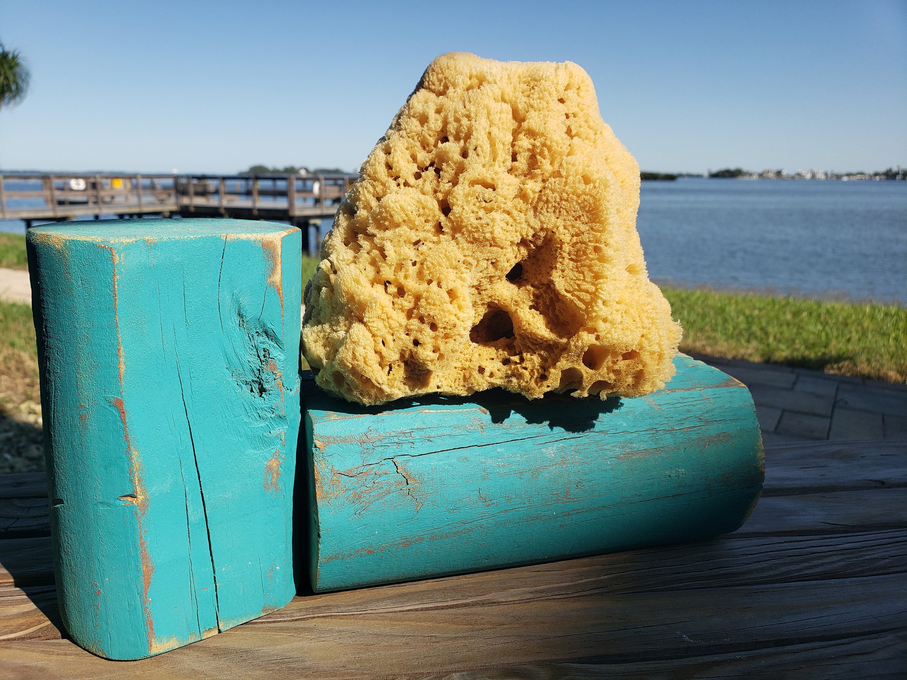 Florida Sponge Co. All-natural Sea Sponge | Soft Exfoliating Bath ...