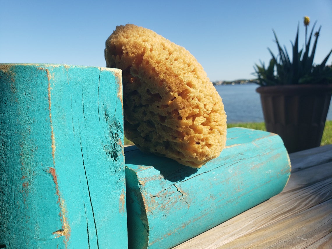 Florida Sponge Co. All-natural Sea Sponge | Soft Exfoliating Bath ...