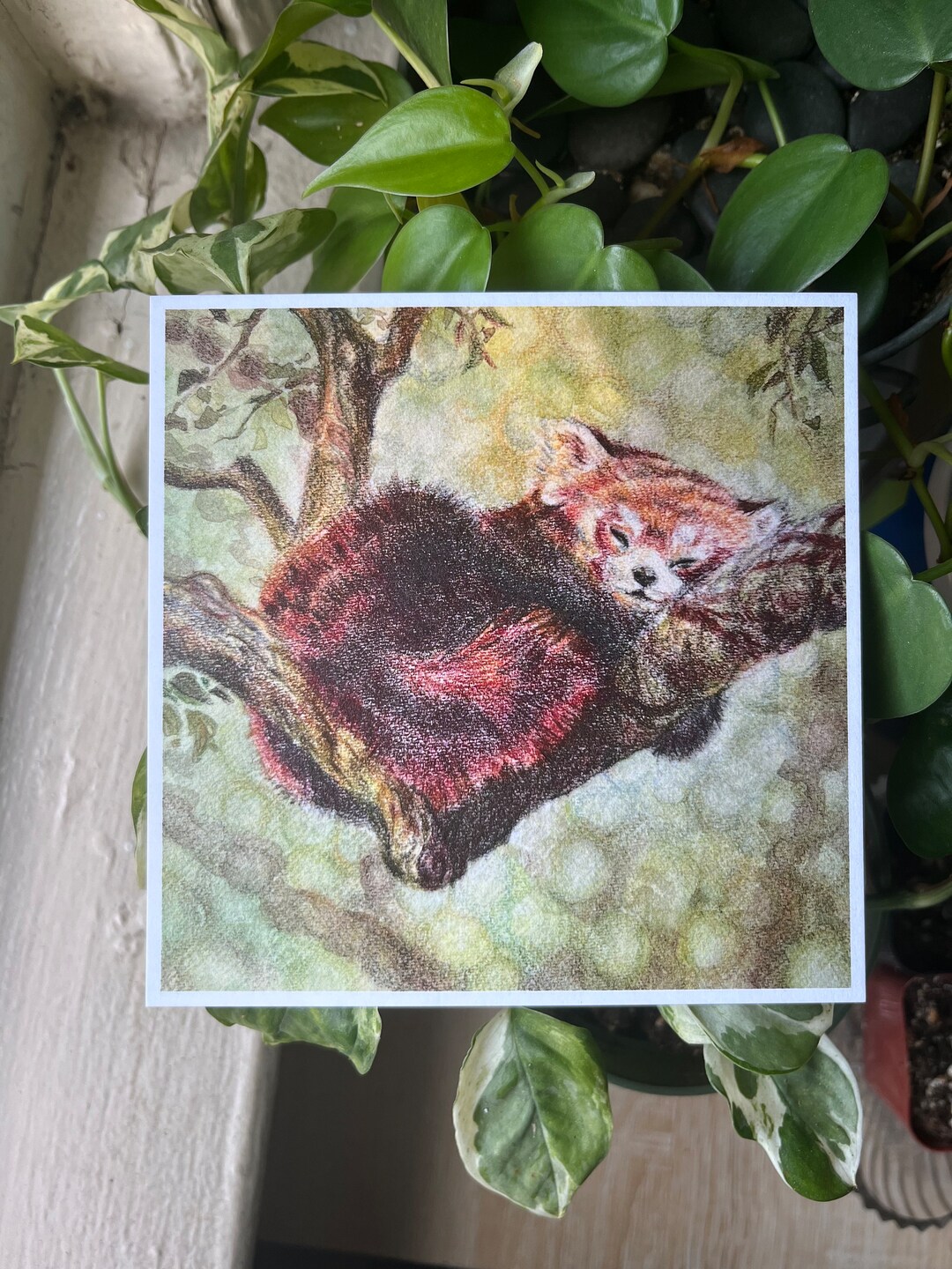Red Panda Print Artwork/ Cute Red Panda Napping Original Colorpencil ...