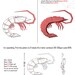 Papercraft 3d SHRIMP Pepakura PRAWNS Sea Food Creatures Animal ...