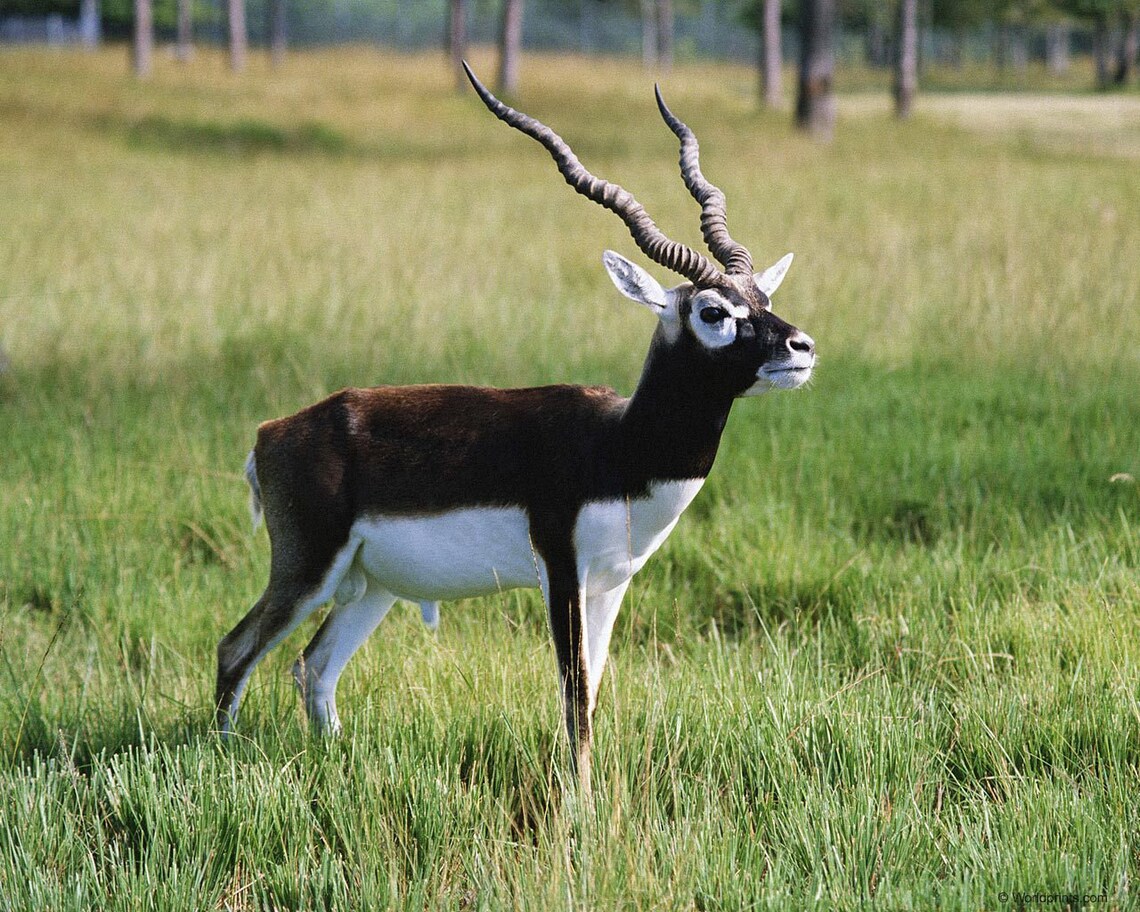 Papercraft 3D ANTELOPE BLACKBUCK Head Pepakura Template - Etsy