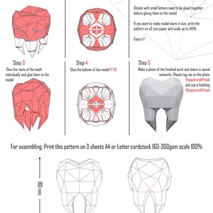 Papercraft 3D TOOTH MOLAR Dental Veneers Low Poly Paper Sculpture Diy ...