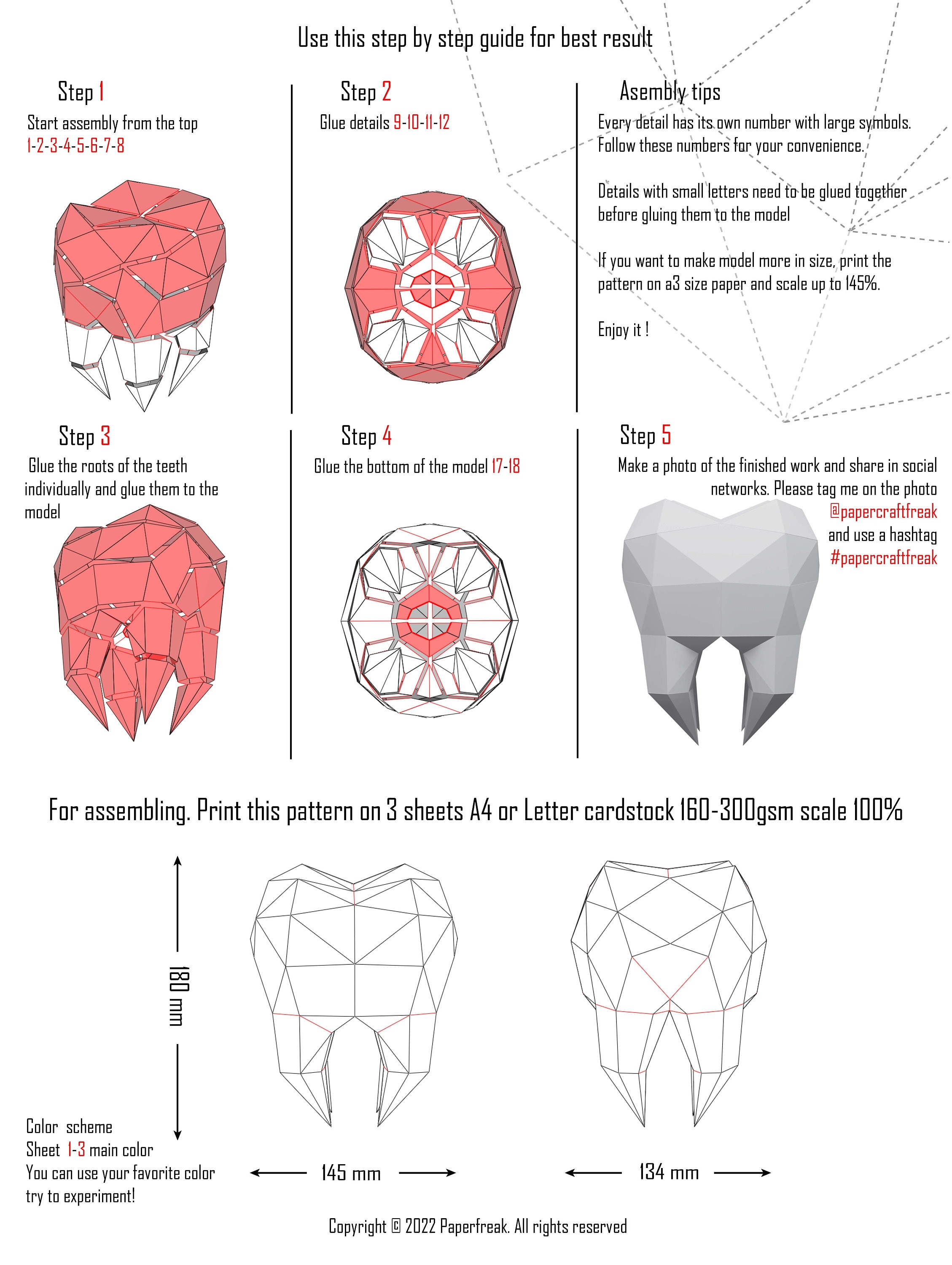 Papercraft 3D TOOTH MOLAR Dental Veneers Low Poly Paper - Etsy Australia