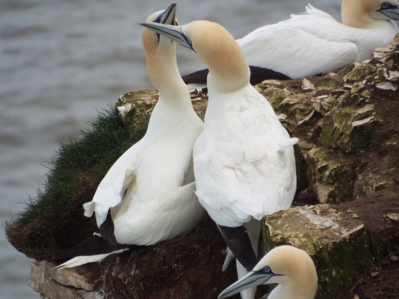 Photo of a Gannet - Etsy