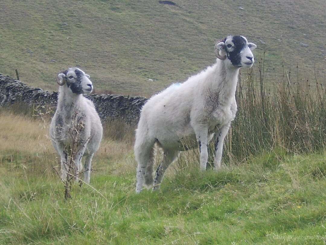 Photo of Sheep in the Yorkshire Dales - Etsy
