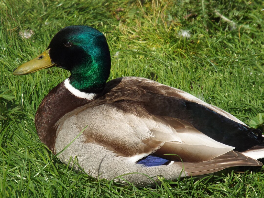 Photo of a Duck - Etsy