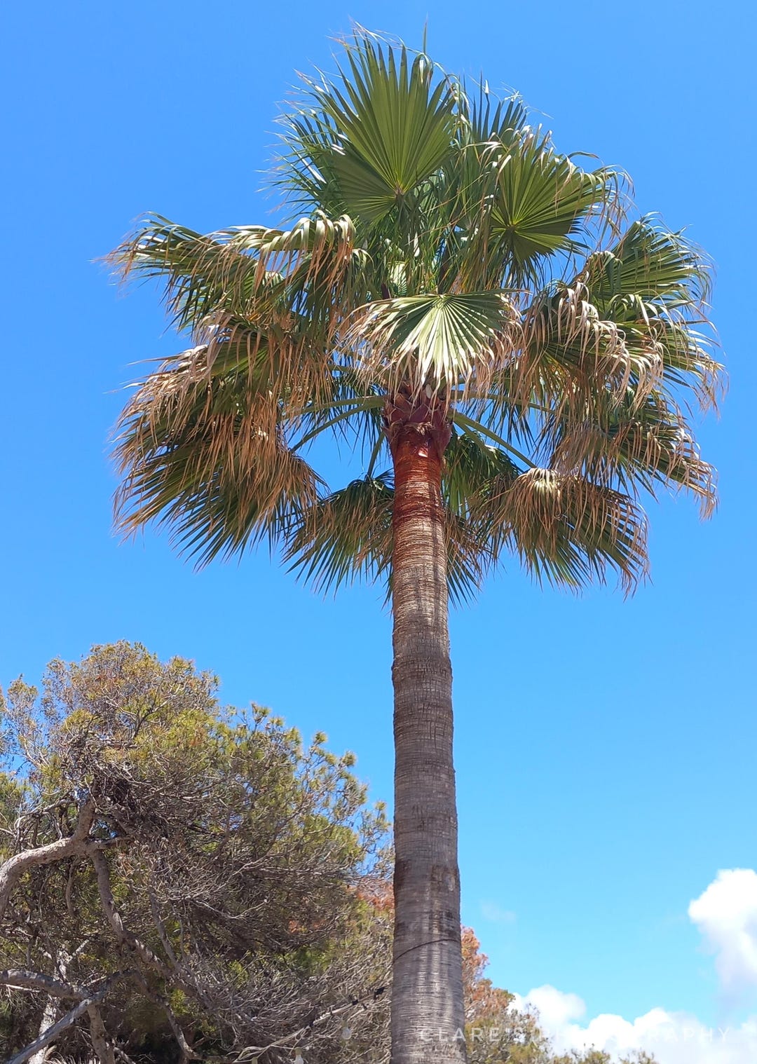 Photo of a Palm Tree in Majorca - Etsy