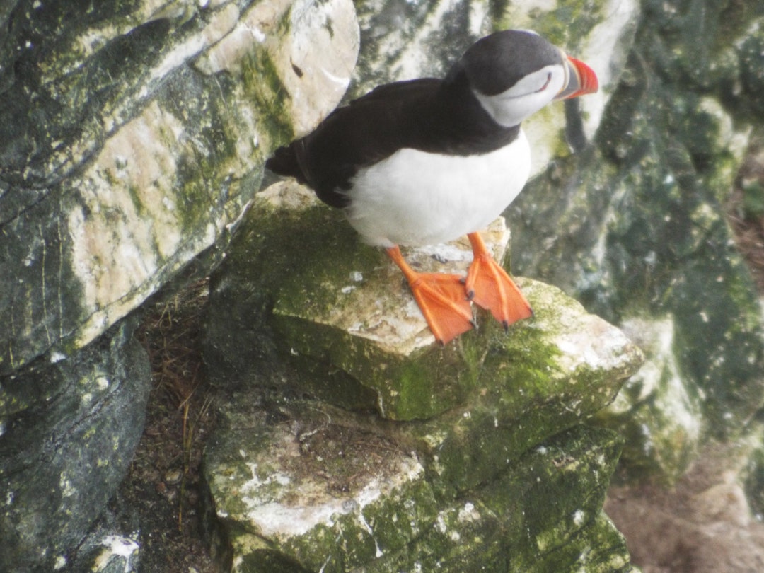 Photo of a Puffin - Etsy