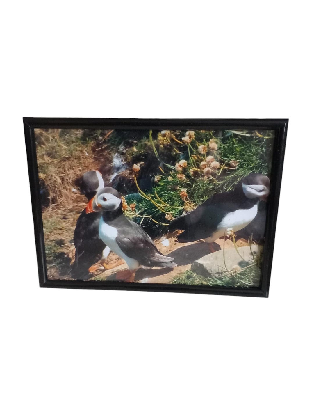 Photo of 3 Puffins - Etsy