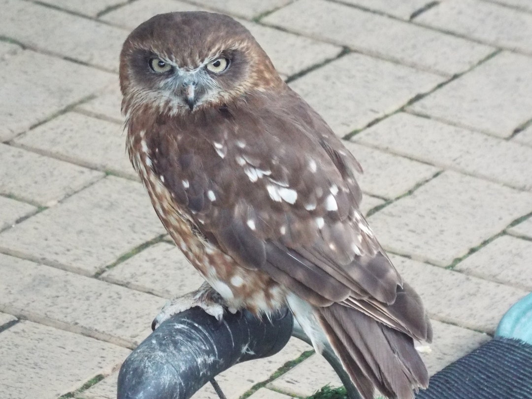 Photo of a Southern Boobook Owl - Etsy Australia