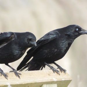 Photo of Two Carrion Crows - Etsy