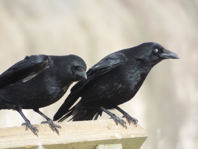 Photo of Two Carrion Crows - Etsy