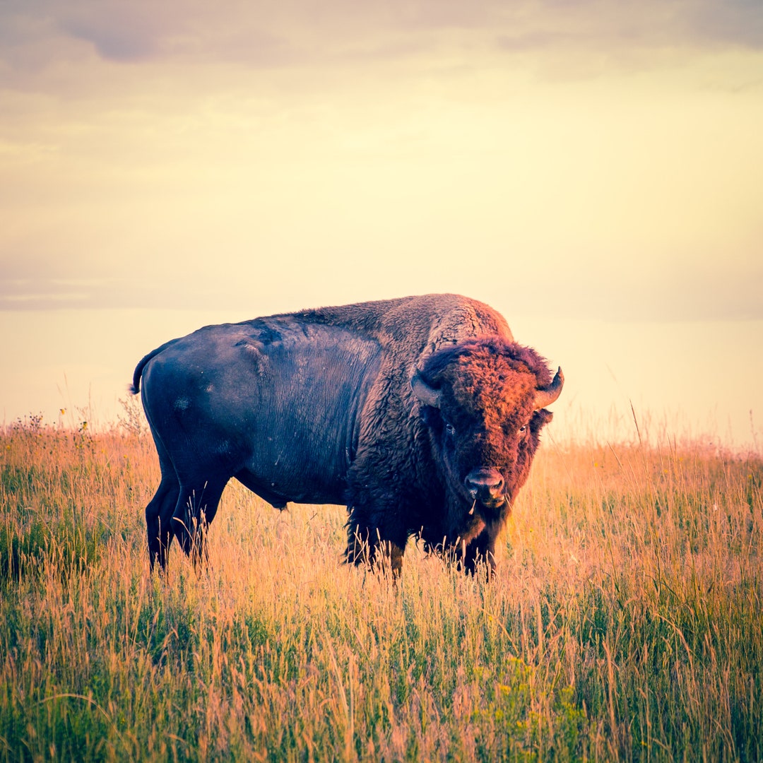 American Bison at Dawn, Buffalo in a Field - Etsy