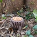 Crochet a Tree Stump for Decoration | Amigurumi Crochet Pattern - Etsy