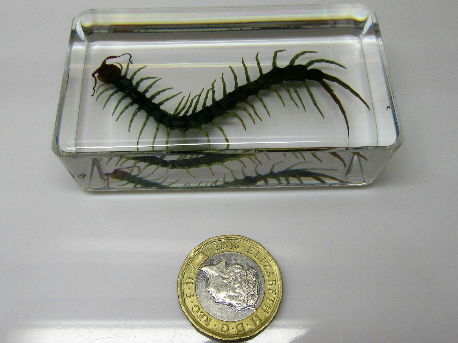 Real Insects Large Centipede in Crystal Resin & Information Card on ...