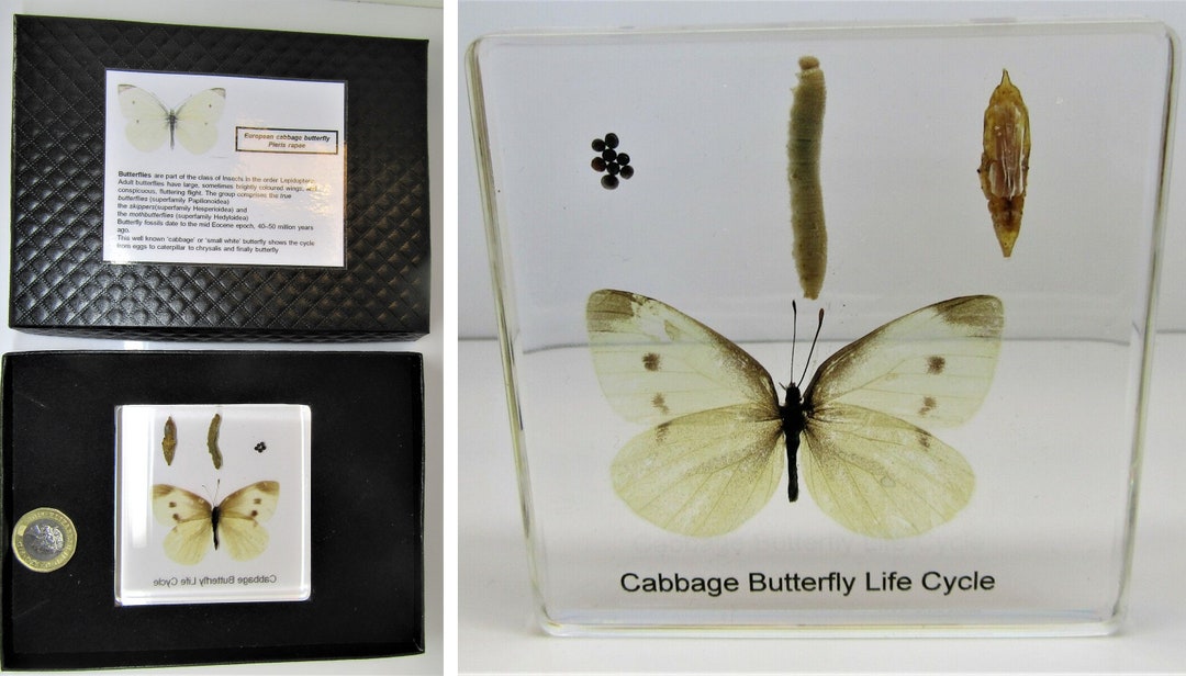 Butterfly Life Cycle in Resin Real Insects Nature Collection - Etsy