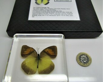 Butterfly Display Case - Etsy UK