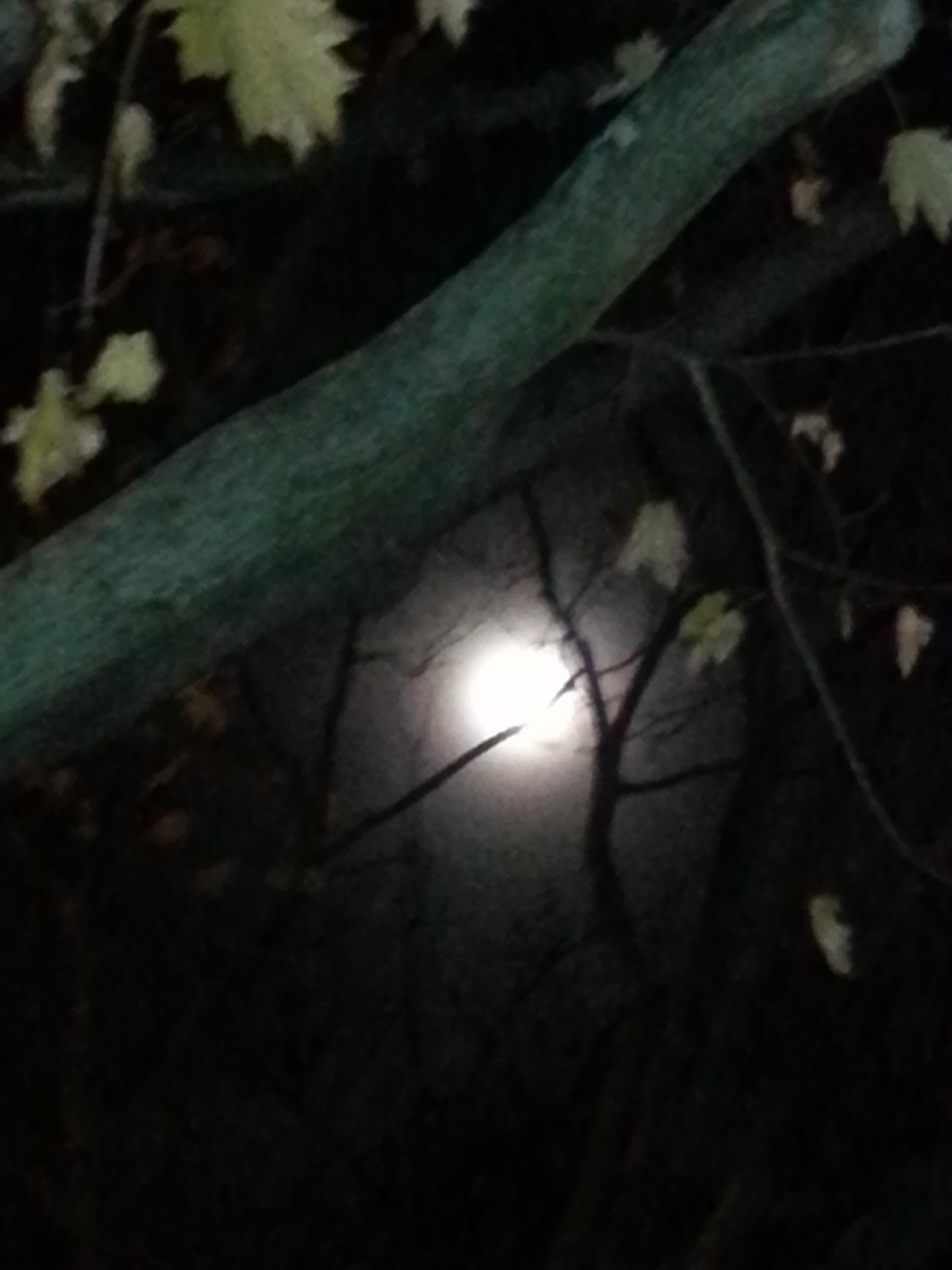 Full Moon Digital Prints - Etsy