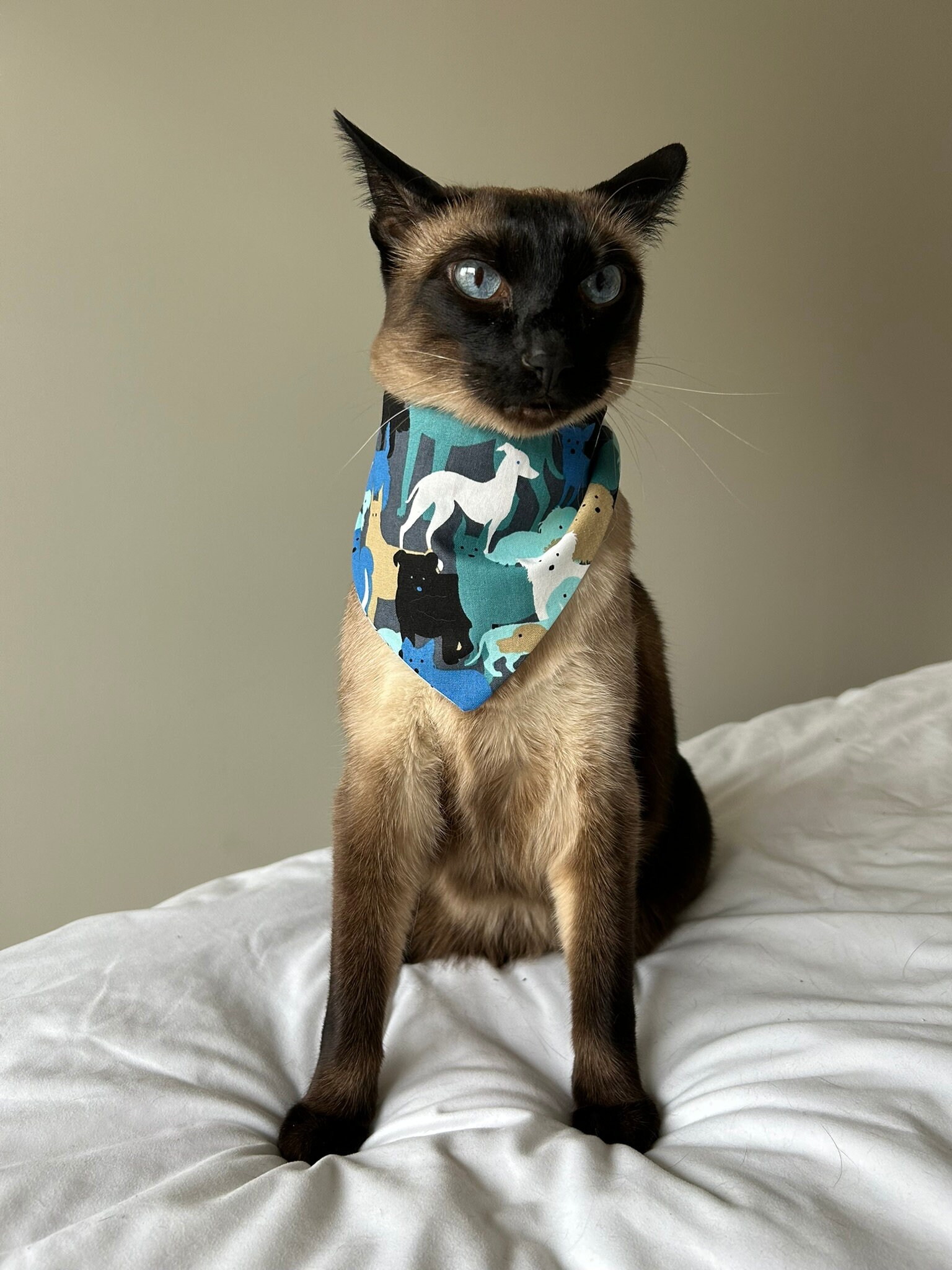Blue and White Checkers, Dog Collage, Reversible Pet Bandana, Cat or ...