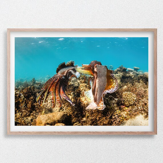 Cuttlefish Courtship Underwater Ocean Wildlife Photography - Etsy
