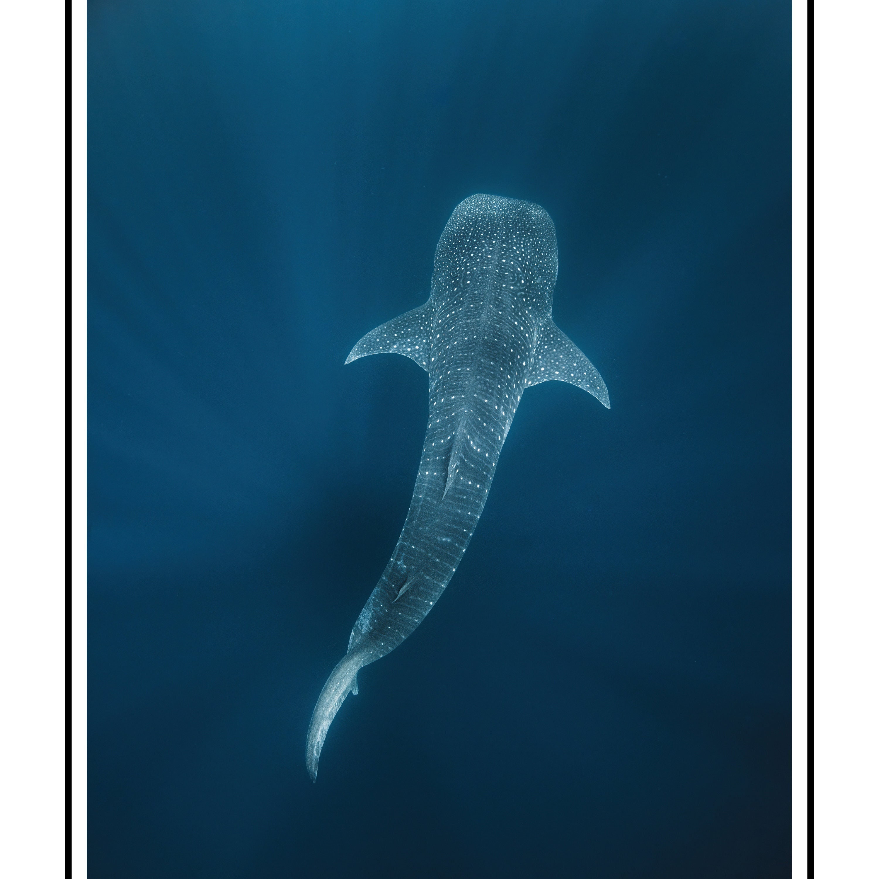 Whale Shark From Above, Australia Ningaloo Reef, Underwater Ocean ...