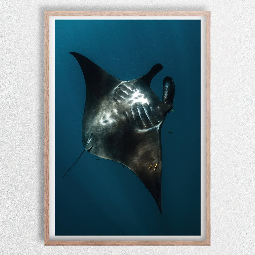 Dancing Black Manta Ray, Ningaloo Reef Coral Bay, Western Australia ...