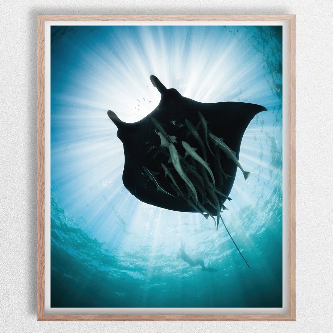 Black Manta Ray From Underneath With Sunburst, Underwater Wildlife ...