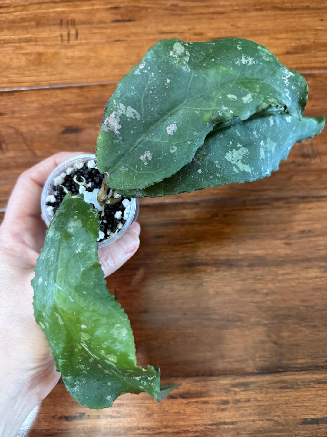 Hoya Undulata- Large Leaves/gorgeous Splash/rooted Cutting - Etsy