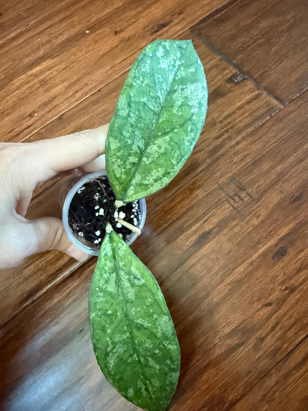 Hoya Bahoi Splash- Gorgeous Splashy Leaves/rooted - Etsy