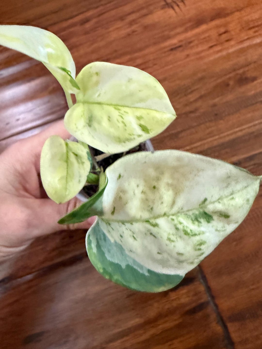Teruno "global" Japanese Pothos-very Rare/rooted Cutting W/new Growth ...