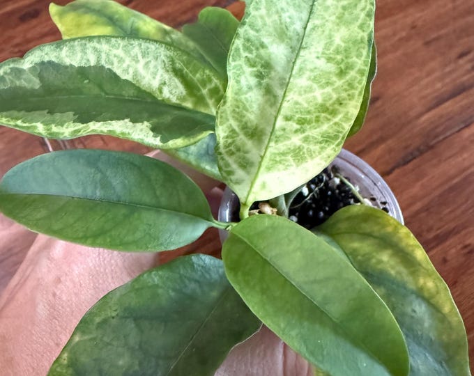 Hoya Multiflora Albo Variegated- Rooted Cutting W/new Growth/rare ...